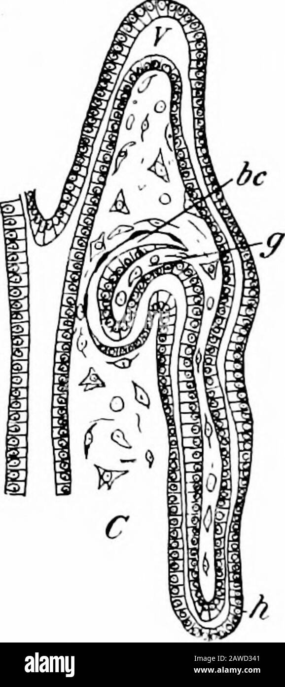 Bowmans capsule Black and White Stock Photos & Images - Alamy