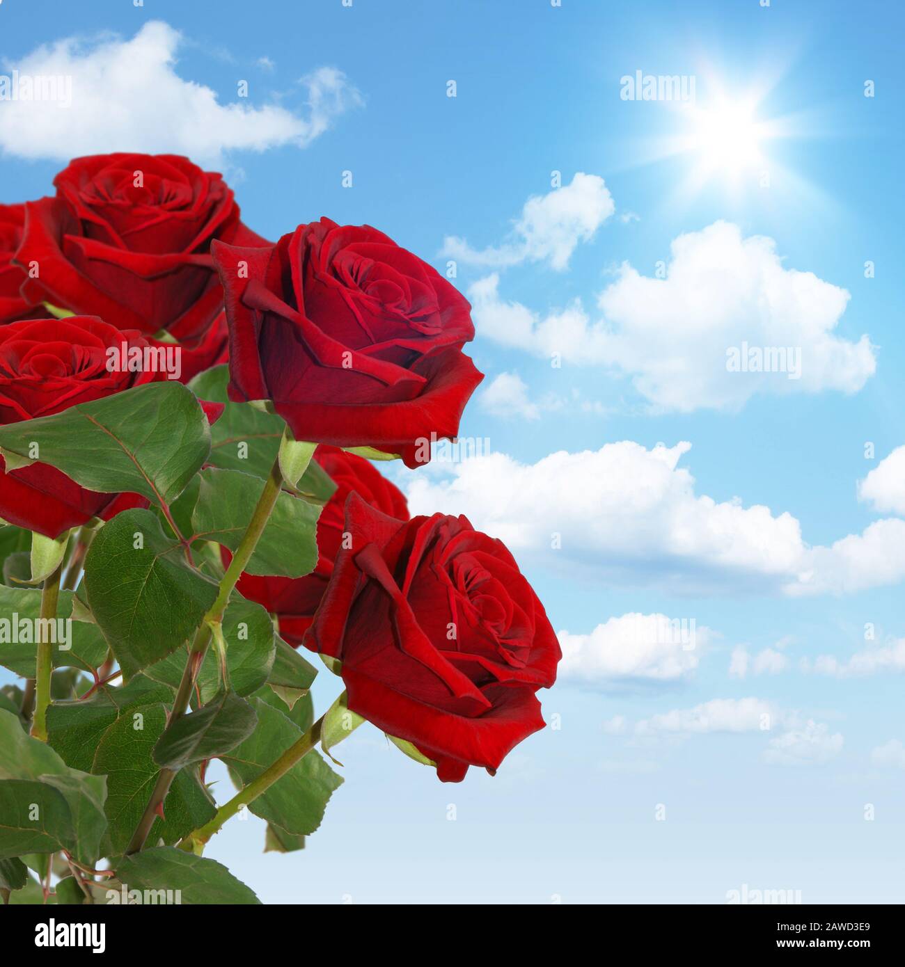 Natural rose from botanical garden Stock Photo - Alamy