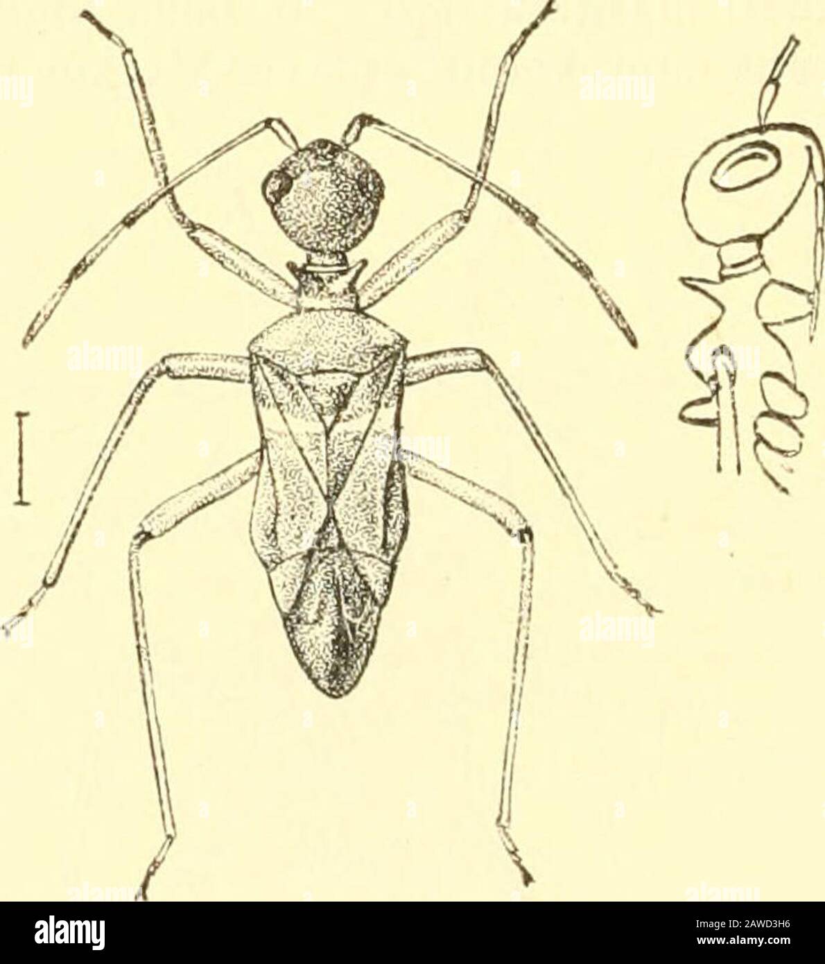 Rhynchota .. . black, apices of posterior femora 268 APPBNBIX.—CAPSID ...