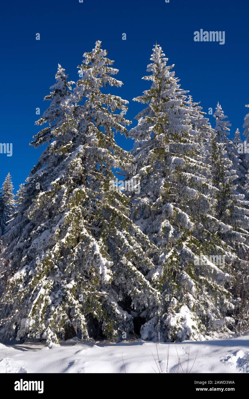 Snowy pine trees in Vitosha mountain, BUlgaria Stock Photo - Alamy