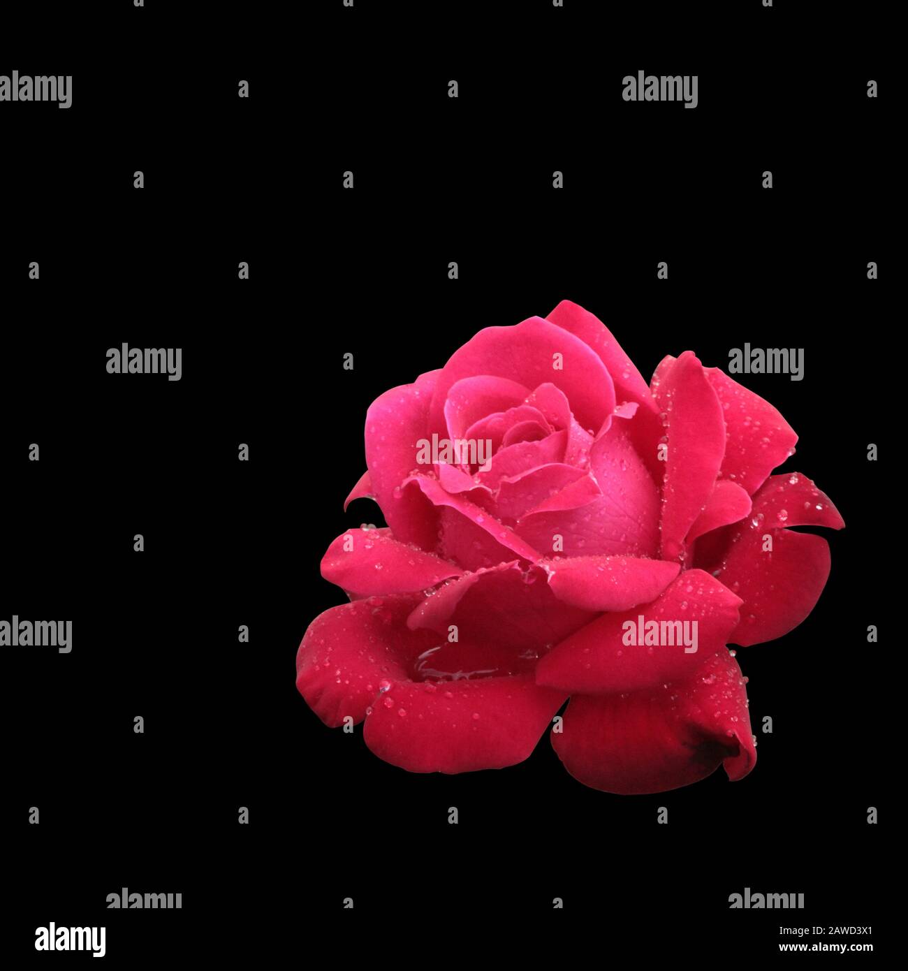 Natural rose from botanical garden Stock Photo - Alamy