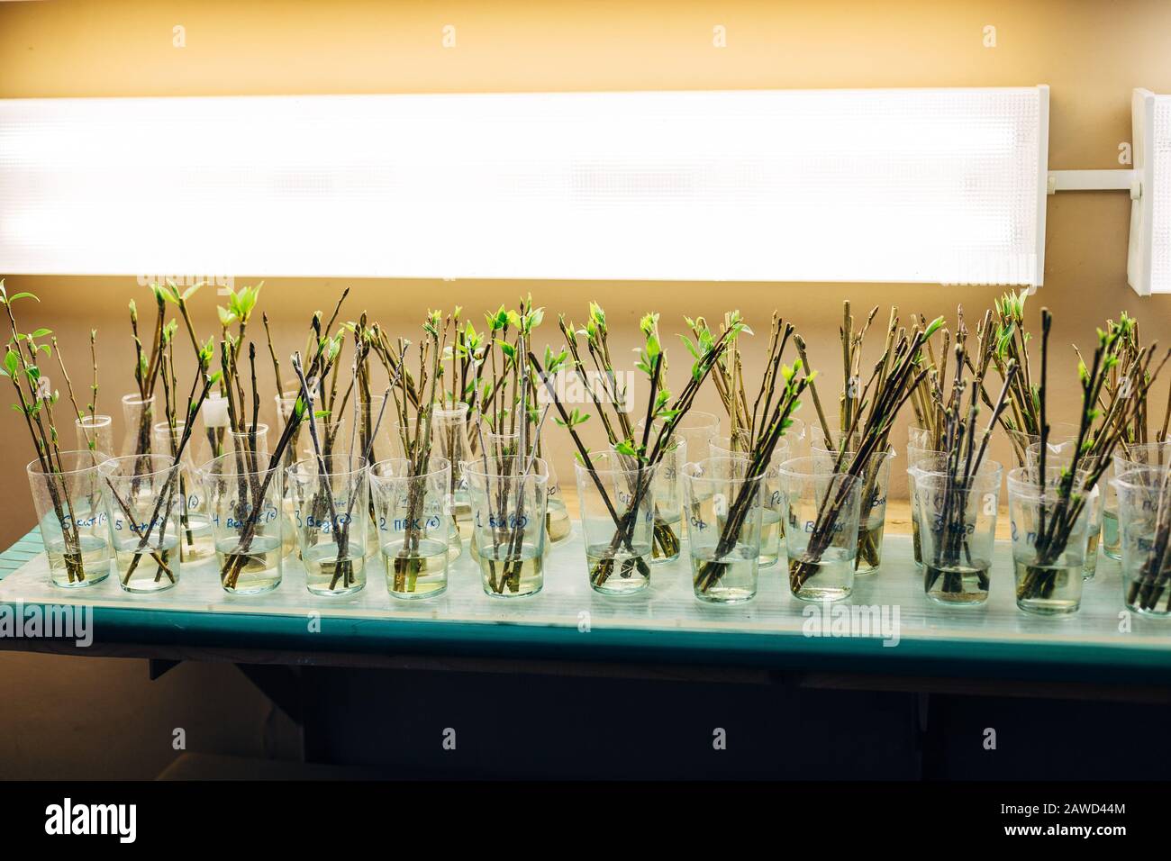 Rooting jar hi-res stock photography and images - Alamy