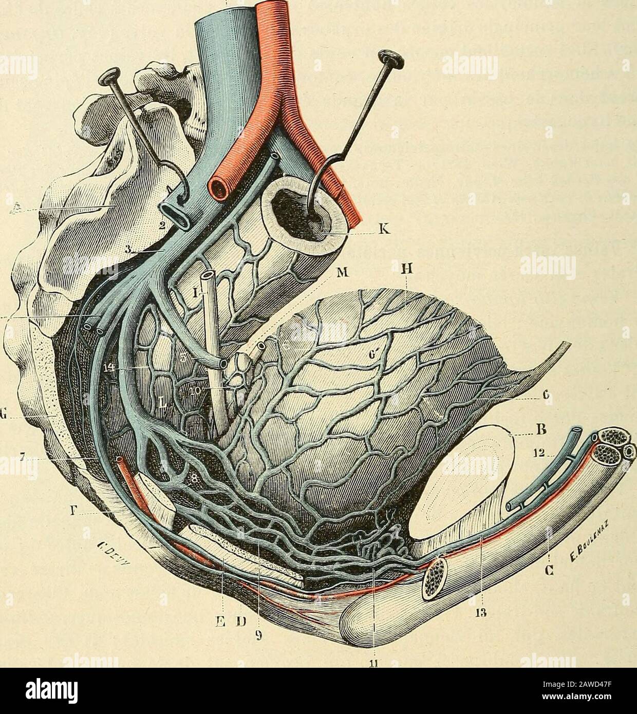 Vessie humaine hi-res stock photography and images - Alamy