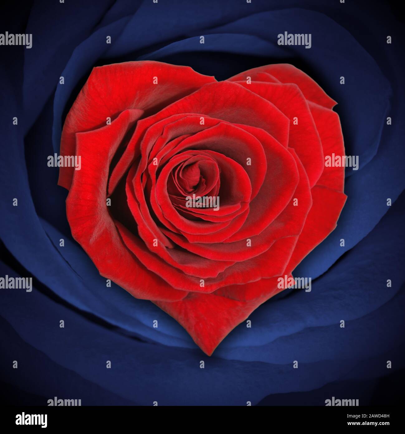 Natural rose from botanical garden Stock Photo - Alamy