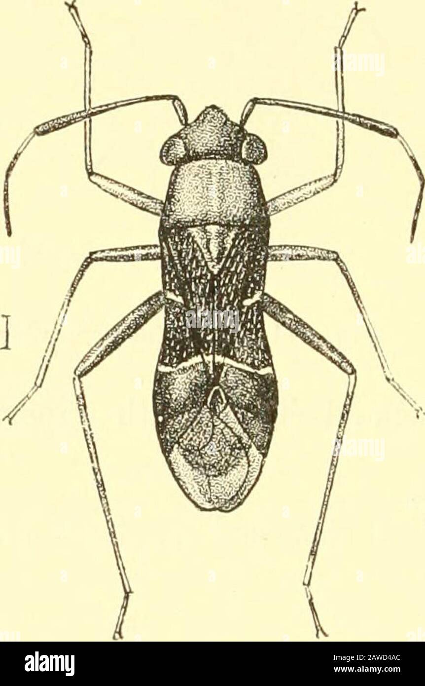 Rhynchota .. . -, shortly pilose, with cuneus alittle longer than the ...