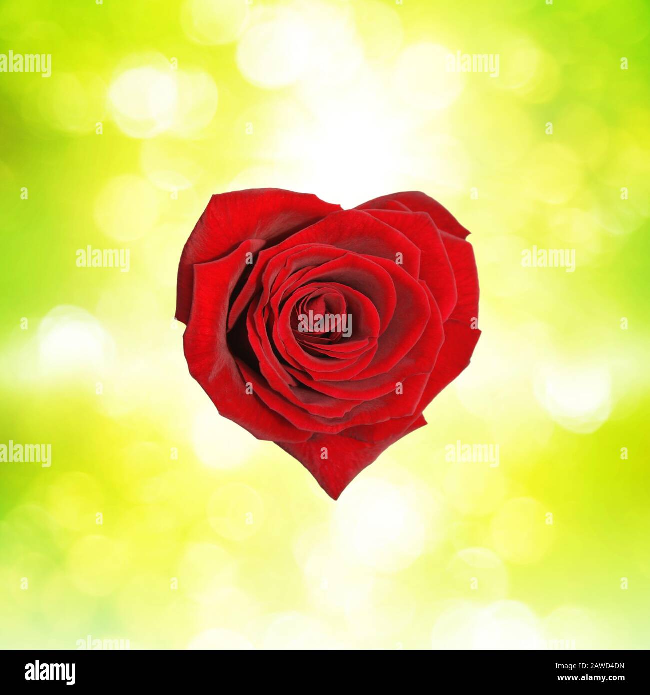 Natural rose from botanical garden Stock Photo - Alamy