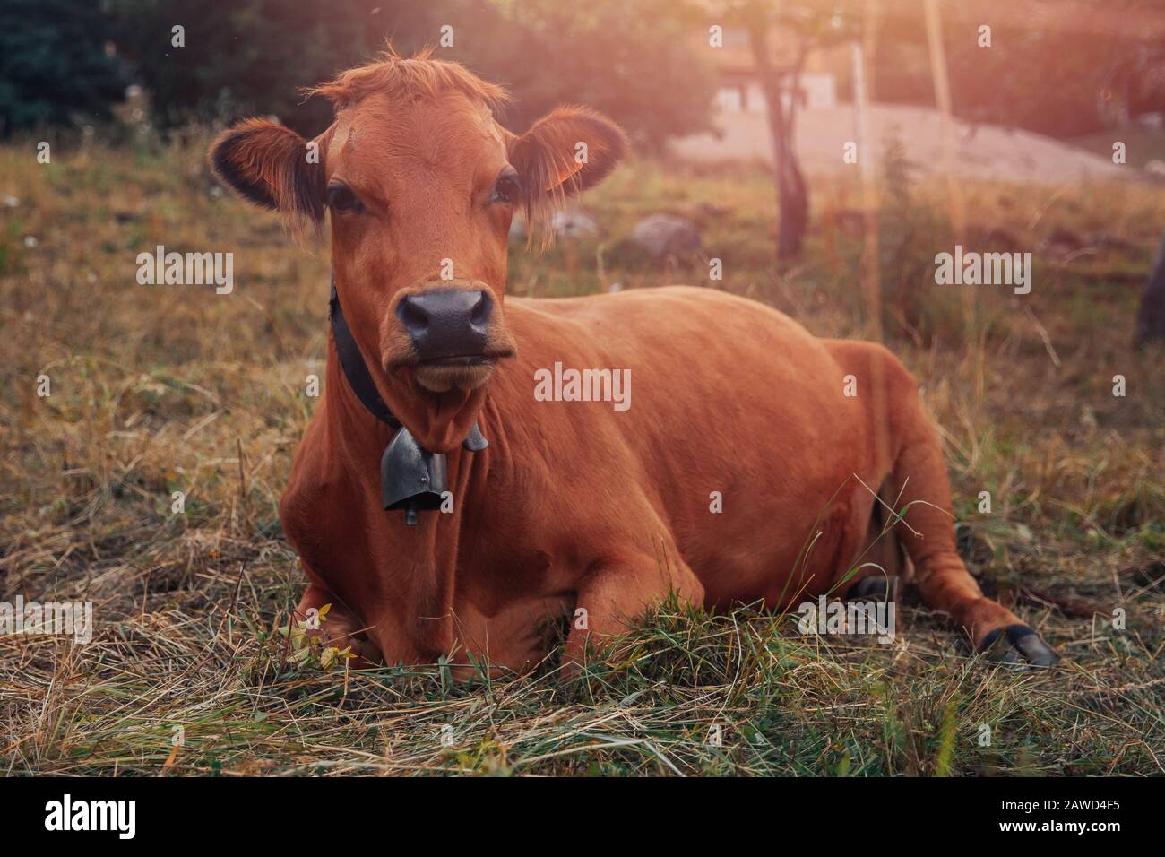 Red Cow Farm Australia High Resolution Stock Photography and Images - Alamy