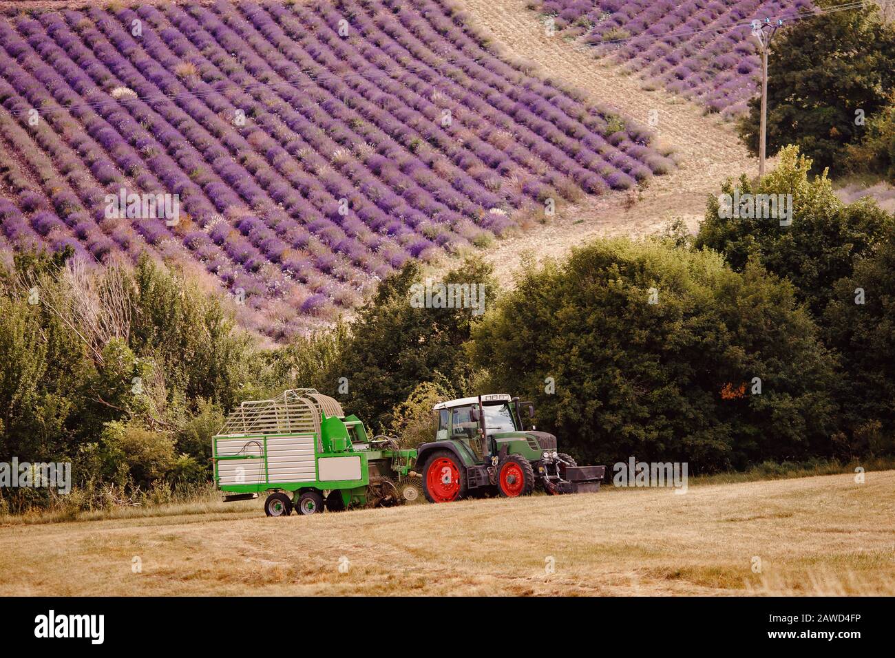 Harvester tractor on lavender purple field France Stock Photo - Alamy