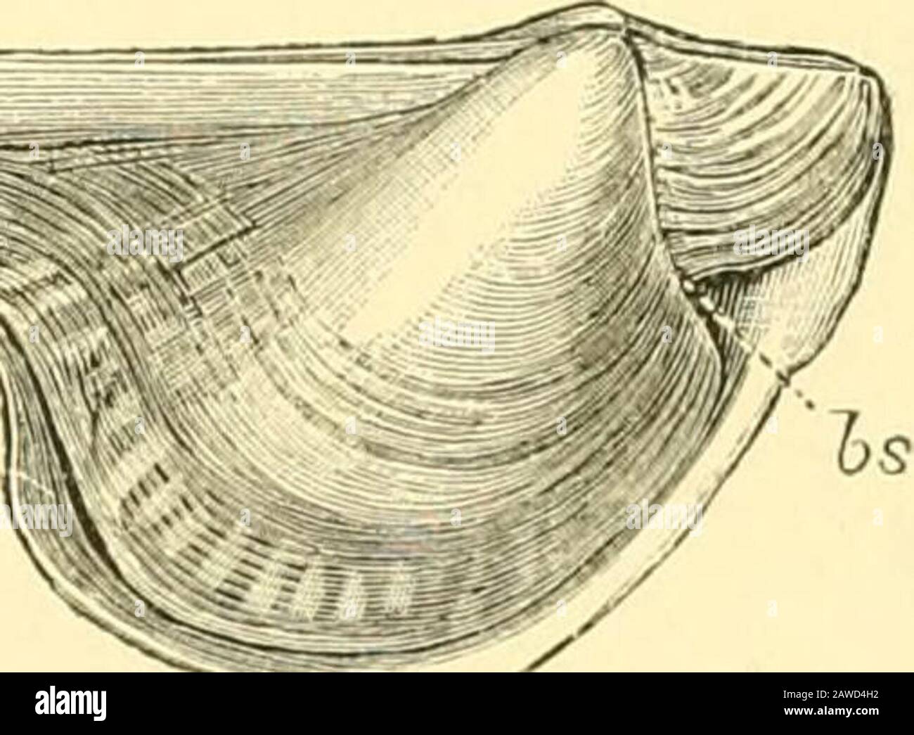 The Cambridge natural history . nacreous. Palaeozoic Principal o-enera ...