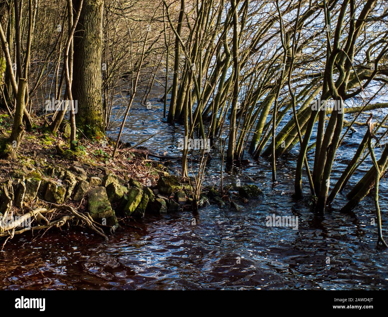 Trees growing out of lake shore water edge Stock Photo - Alamy