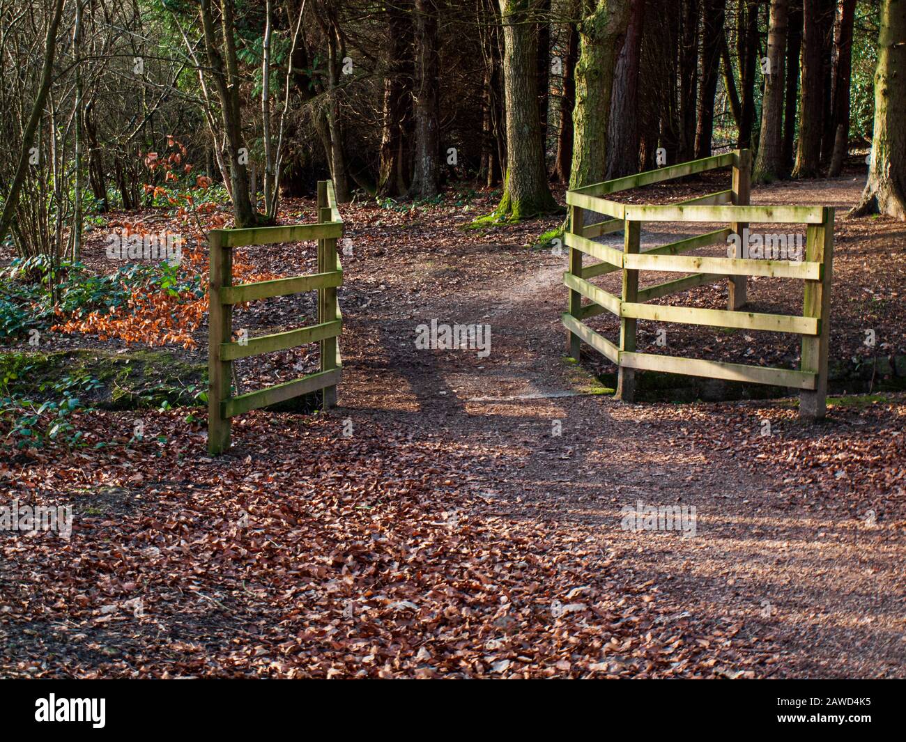 Bridge through forest hi-res stock photography and images - Alamy