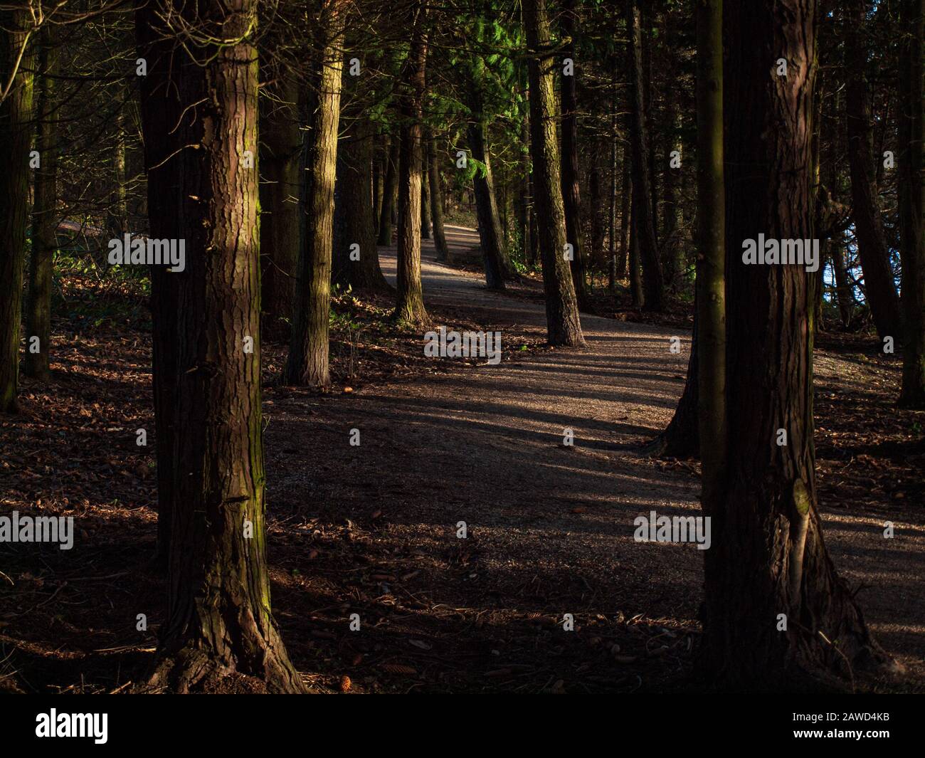 Dark shade shadows path through forest woodland with sunlight shining ...