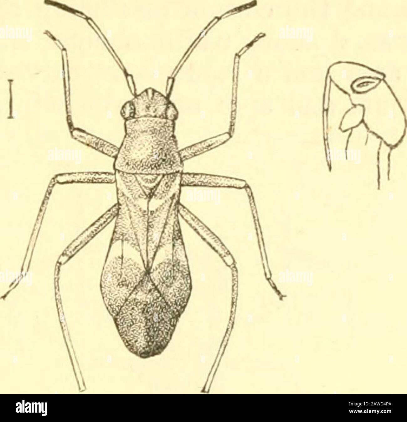 Rhynchota .. . thelateral margins strongly concavely sinuate, broadlj ...