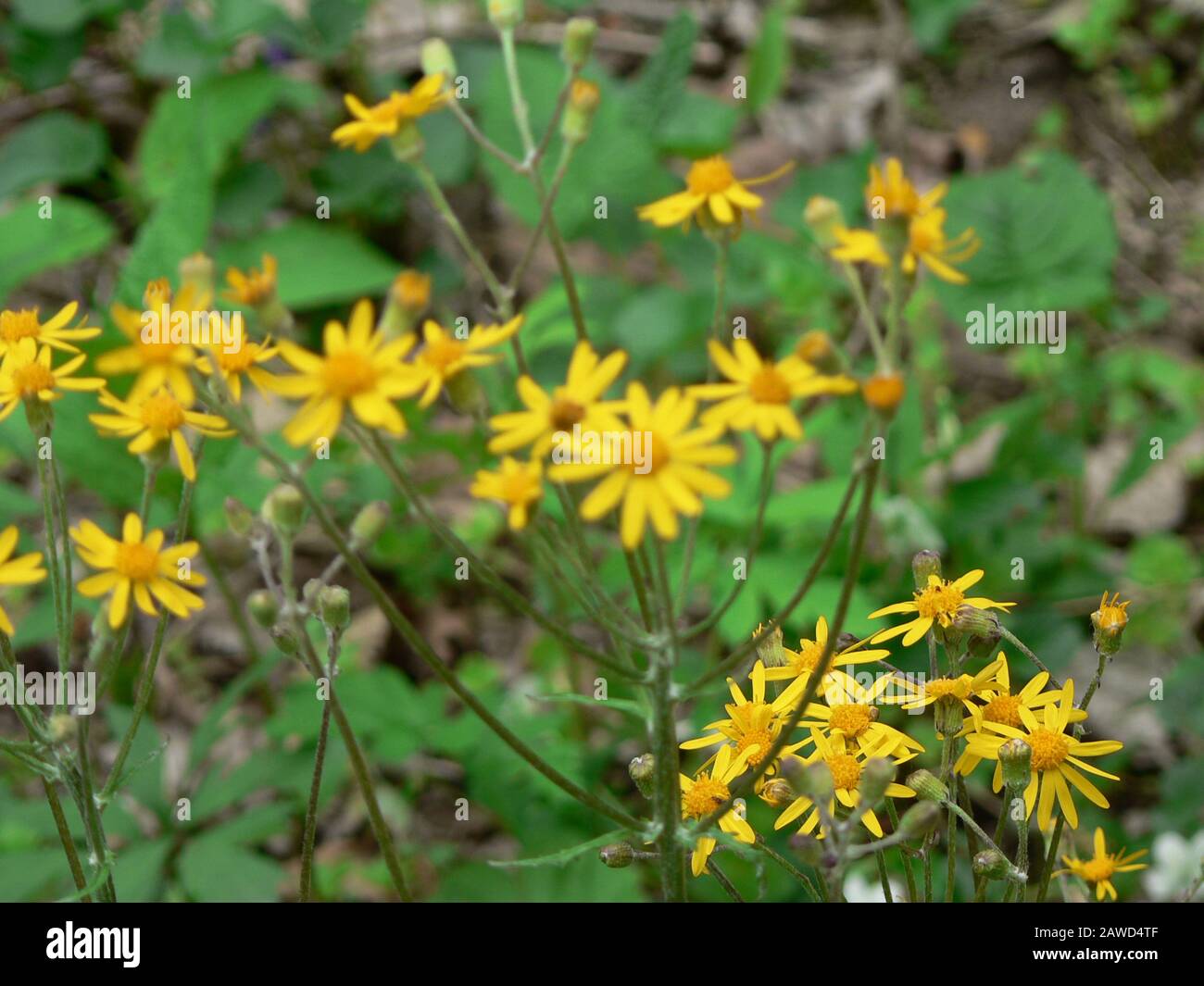 John Bryan State Park, Ohio Stock Photo - Alamy