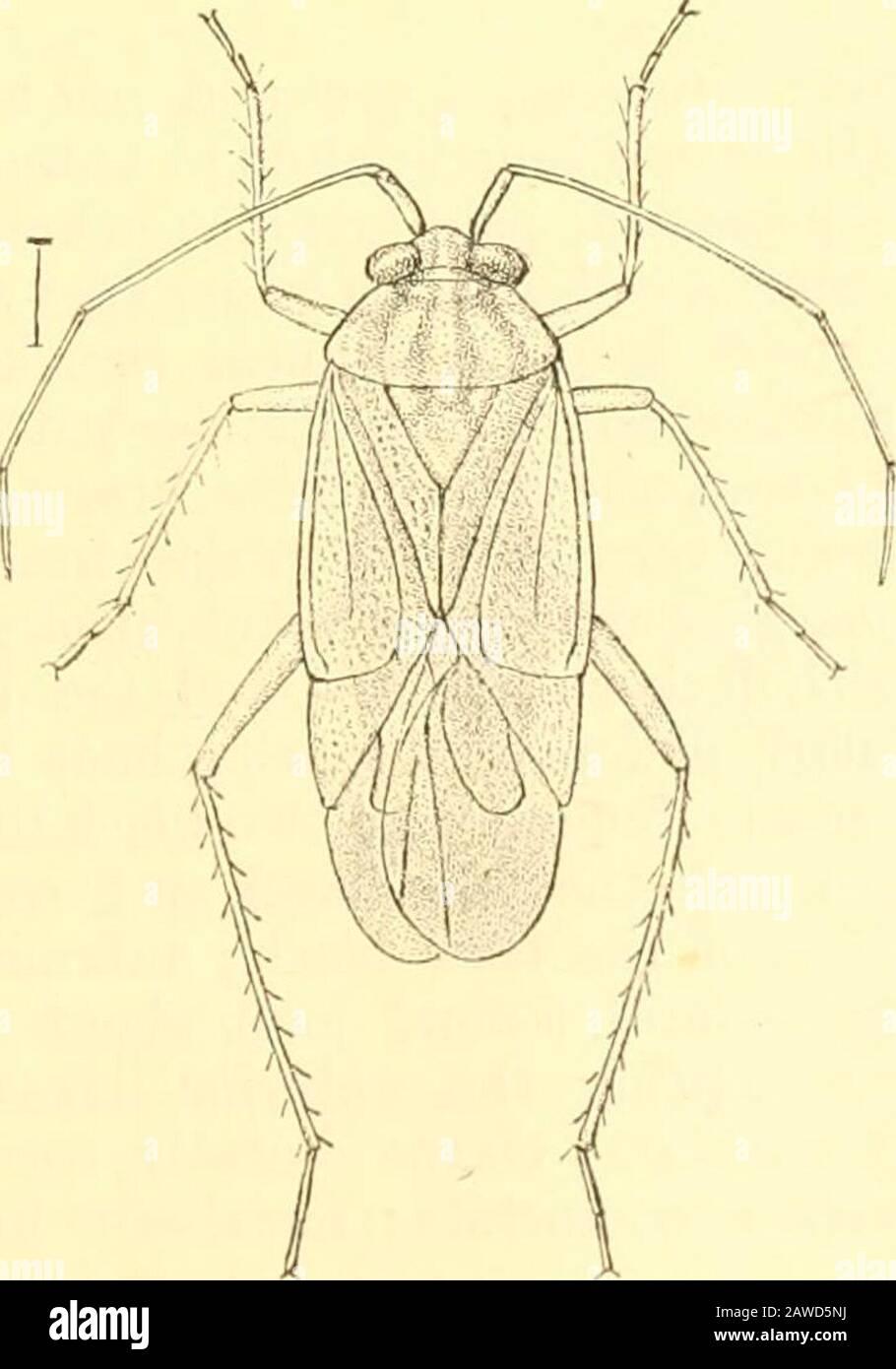 Longer rostrum hi-res stock photography and images - Alamy