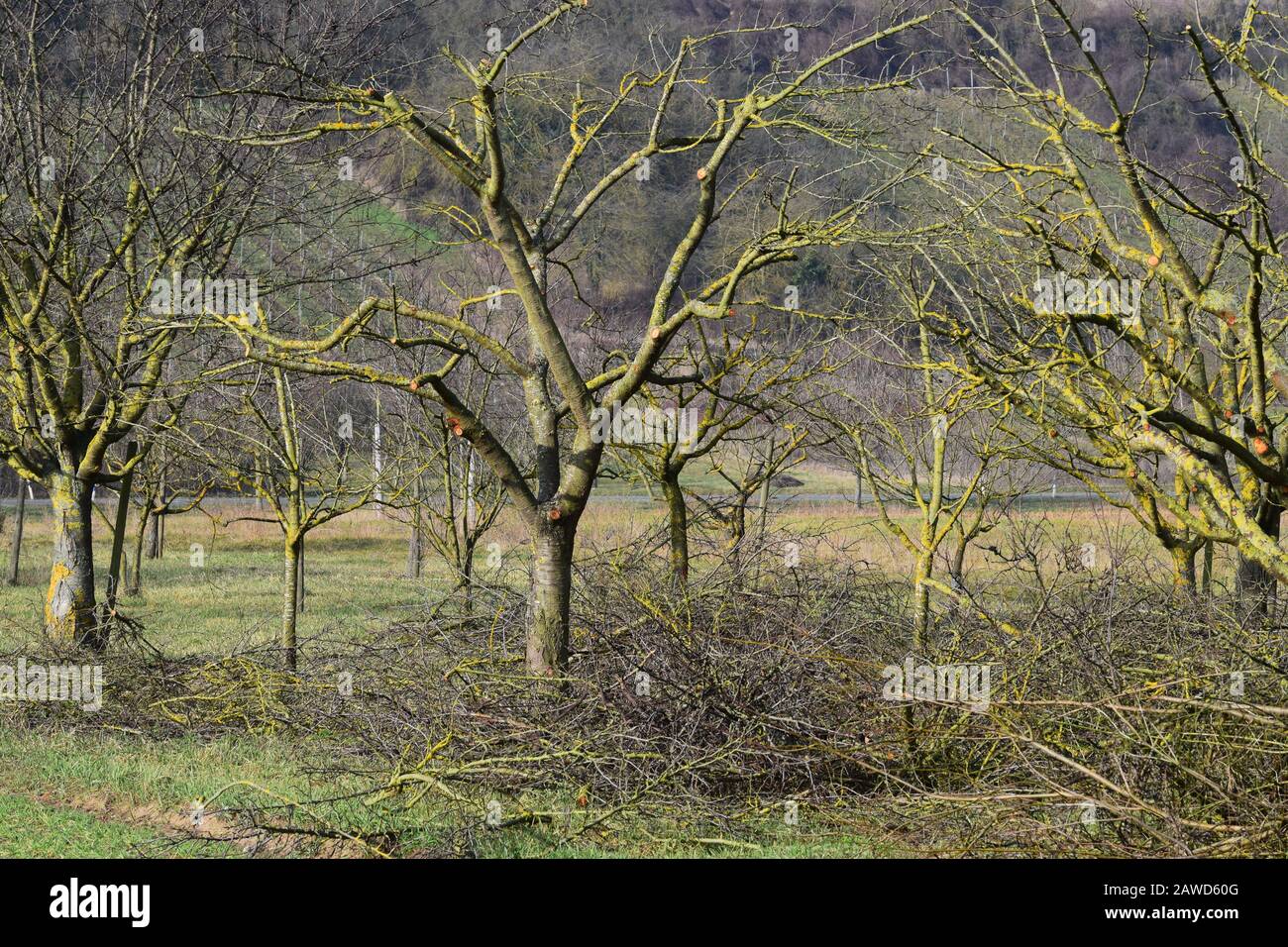 pruned Trees in Winter Stock Photo - Alamy