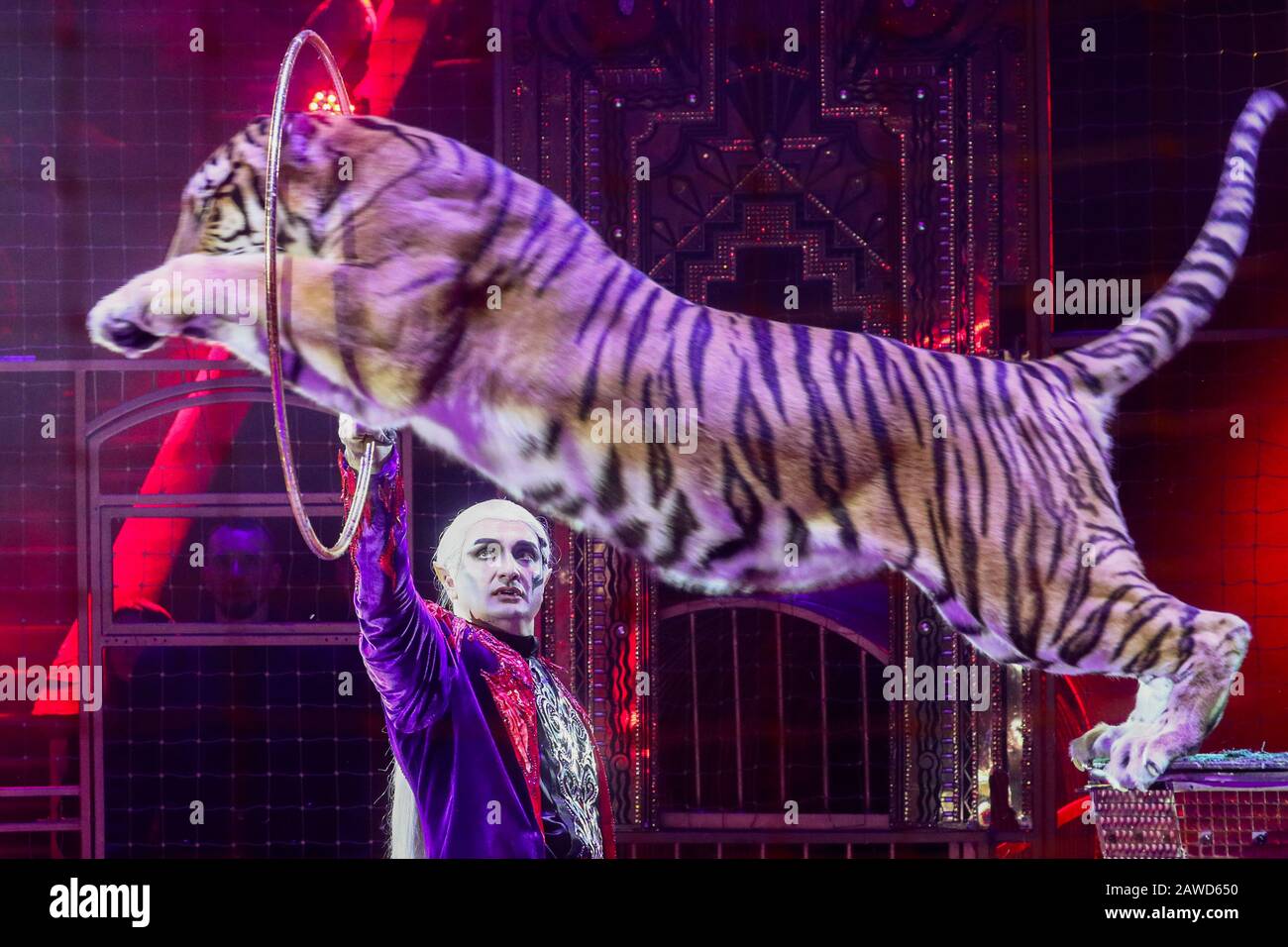 Circus Show Tiger Tamer High Resolution Stock Photography and Images ...