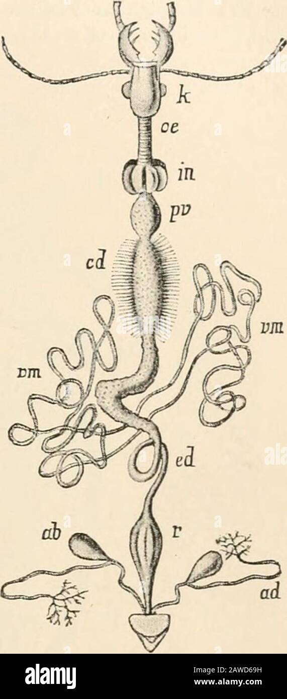 Coiled appendages hi-res stock photography and images - Alamy