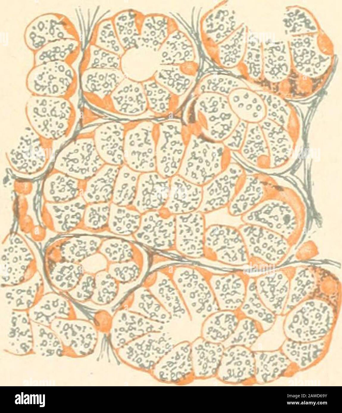 Human physiology . FIG. 21.—Rabbits parotid. Alcohol-carmine method ...