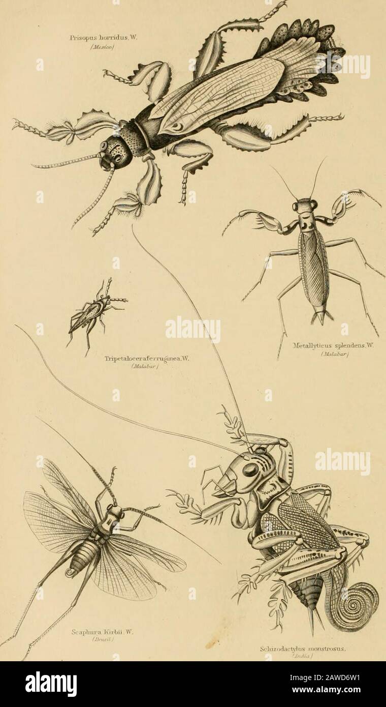 Order dermaptera hi-res stock photography and images - Alamy