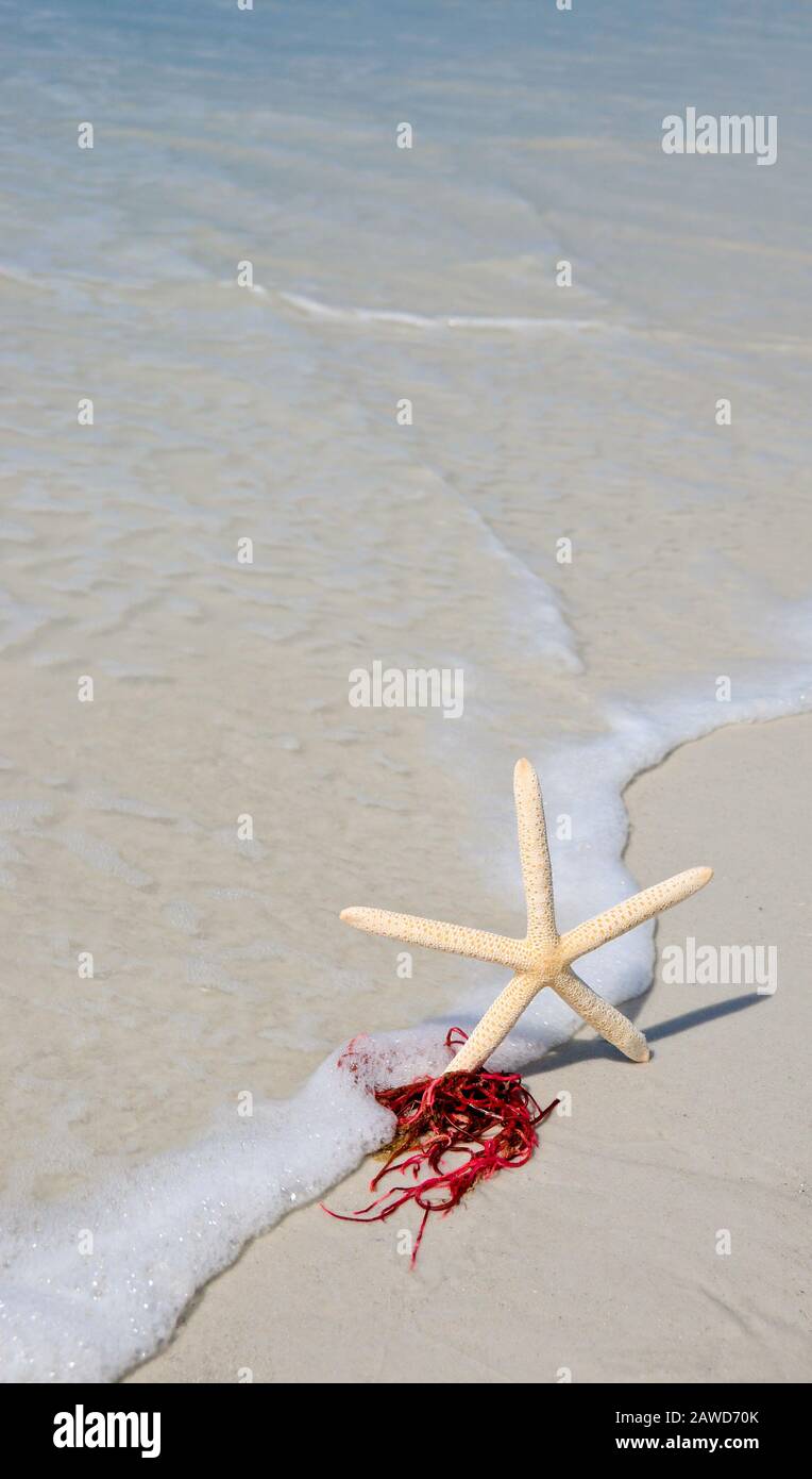 Starfish and Red Sea Weed in the Surf Stock Photo - Alamy