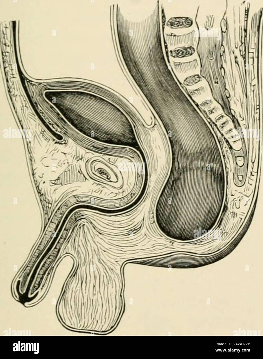 Open sphincter hi-res stock photography and images - Alamy