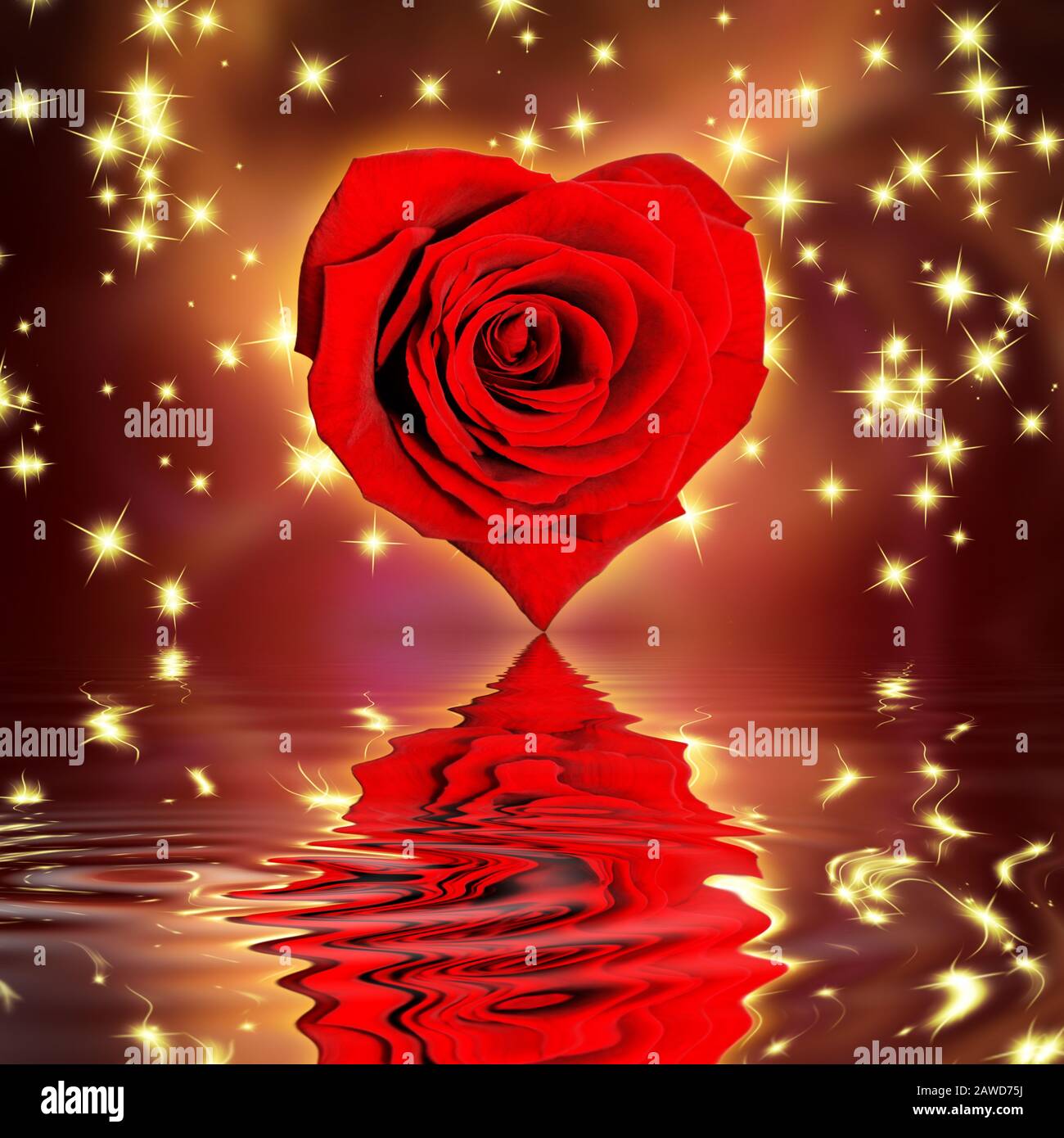 Natural rose from botanical garden Stock Photo - Alamy