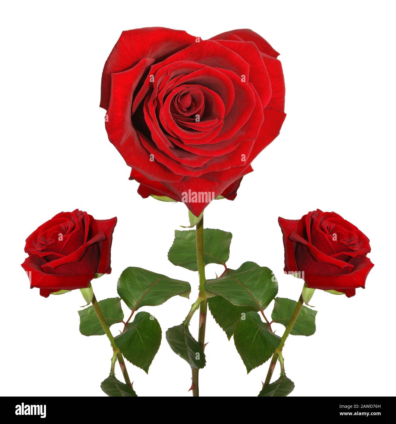 Natural rose from botanical garden Stock Photo - Alamy