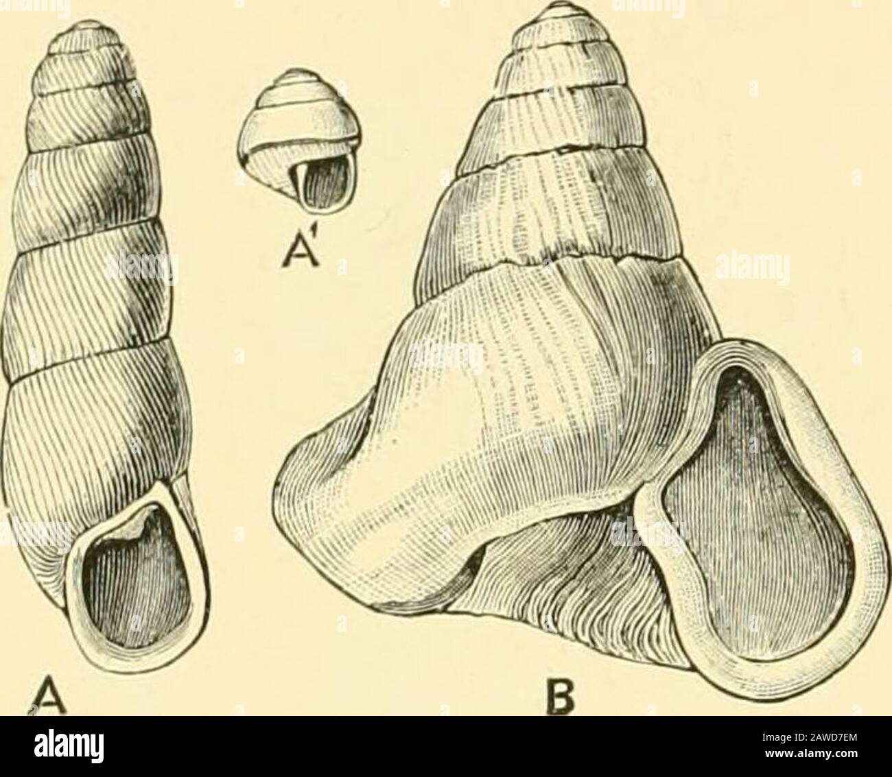 Shell ter hi-res stock photography and images - Alamy