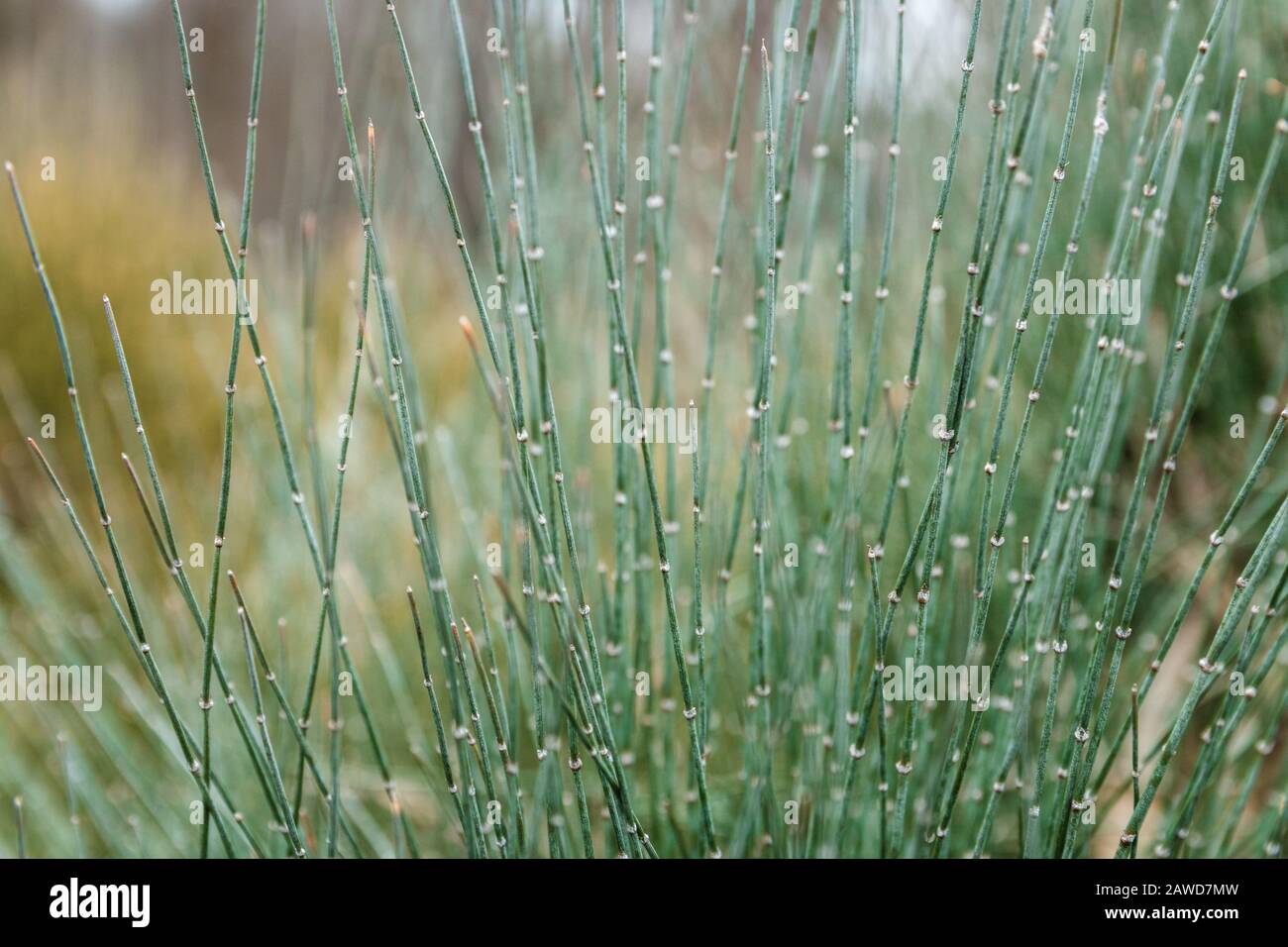 close up fresh green desaturated background green twigs straw Stock ...