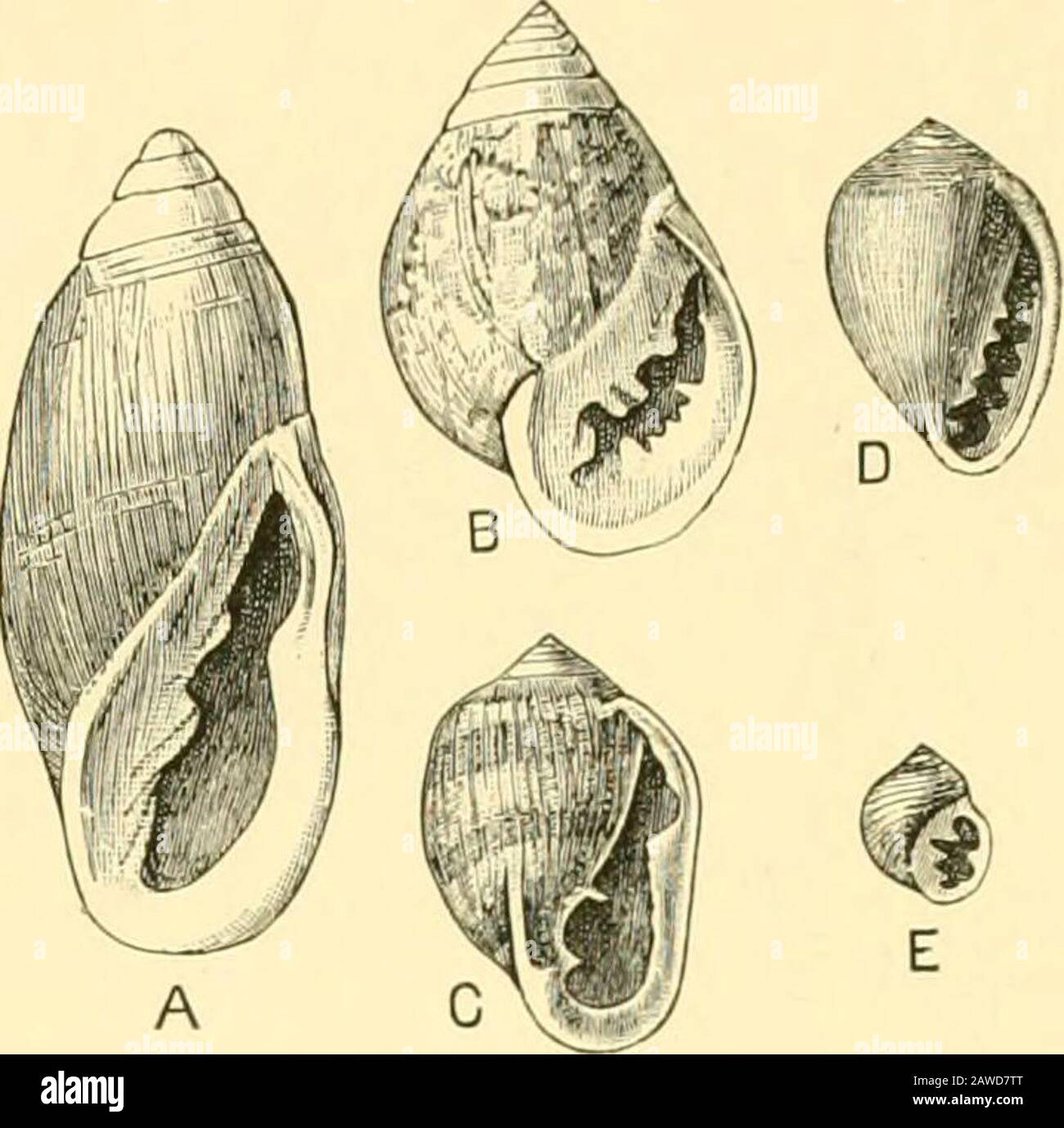 Pulmonata hi-res stock photography and images - Alamy