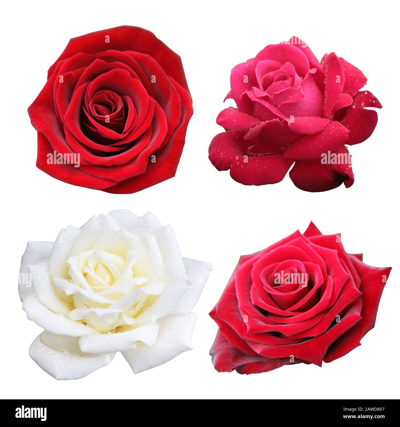 Natural rose from botanical garden Stock Photo - Alamy