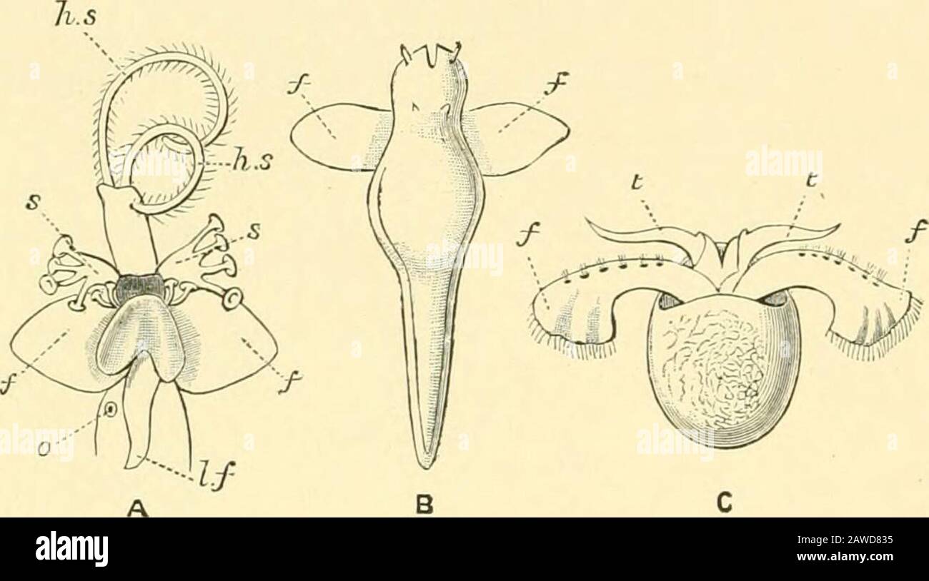 Pneumoderma hi-res stock photography and images - Alamy