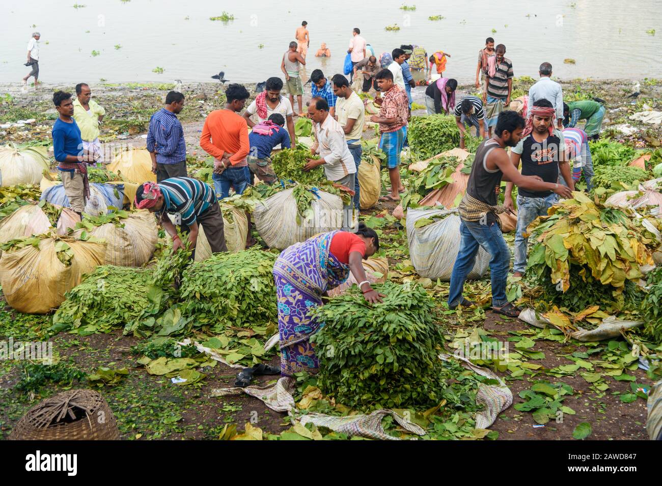 Ganga river agriculture hi-res stock photography and images - Alamy