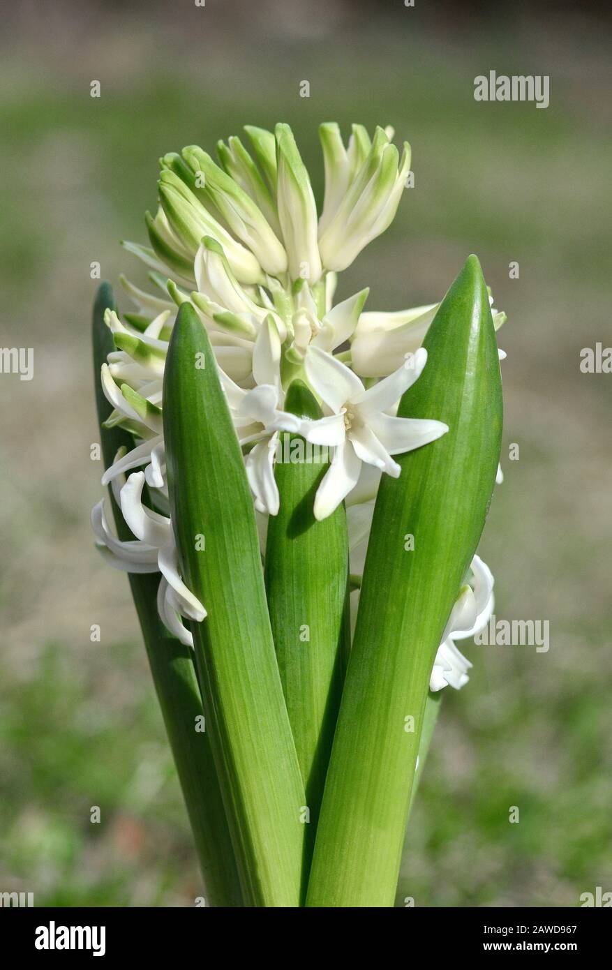White Hyacinth flower. Hyacinthus orientalis in the garden Stock Photo ...