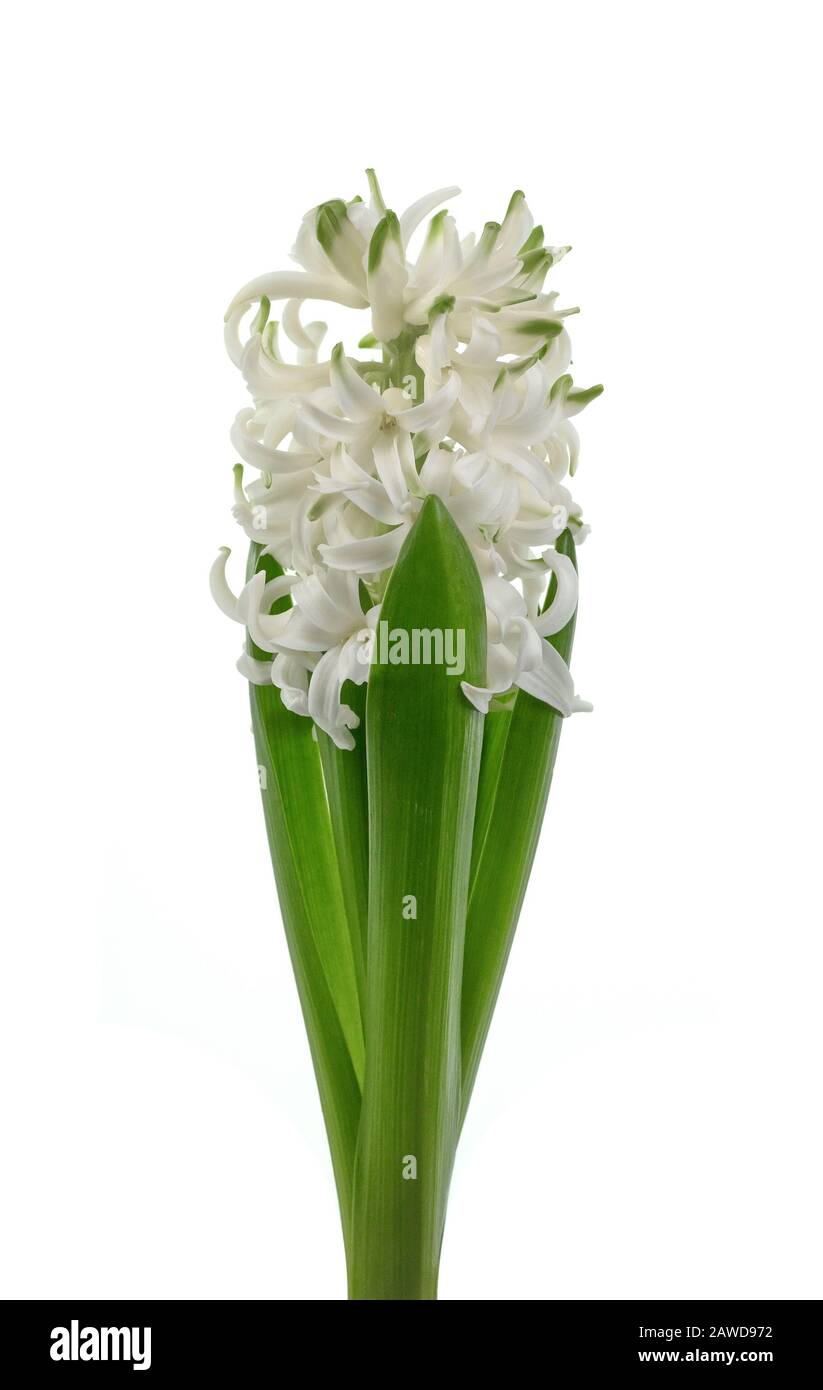 White Hyacinth flower bouquet, Hyacinthus orientalis isolated on white ...