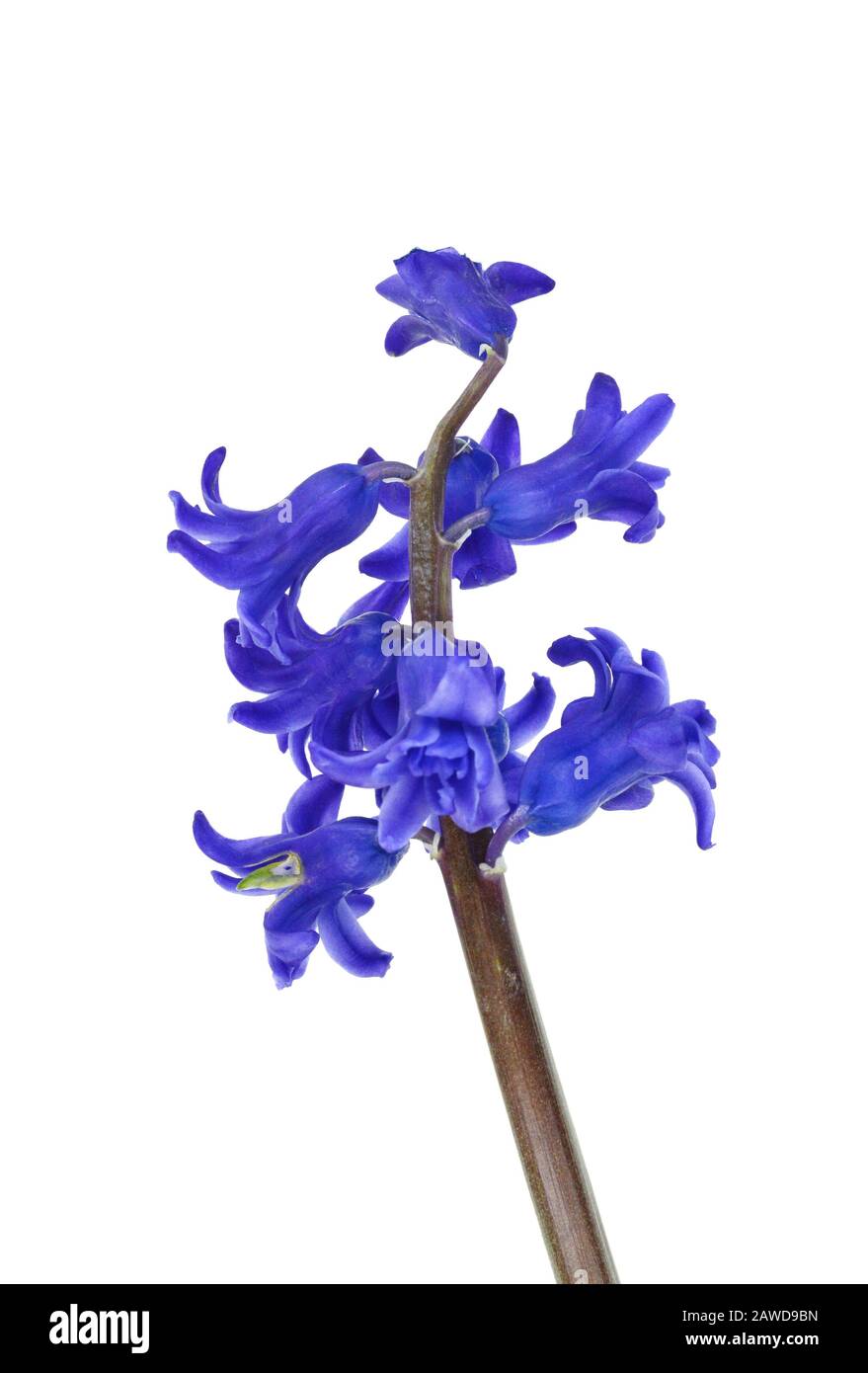 Blue Hyacinth flower isolated on white background Stock Photo - Alamy