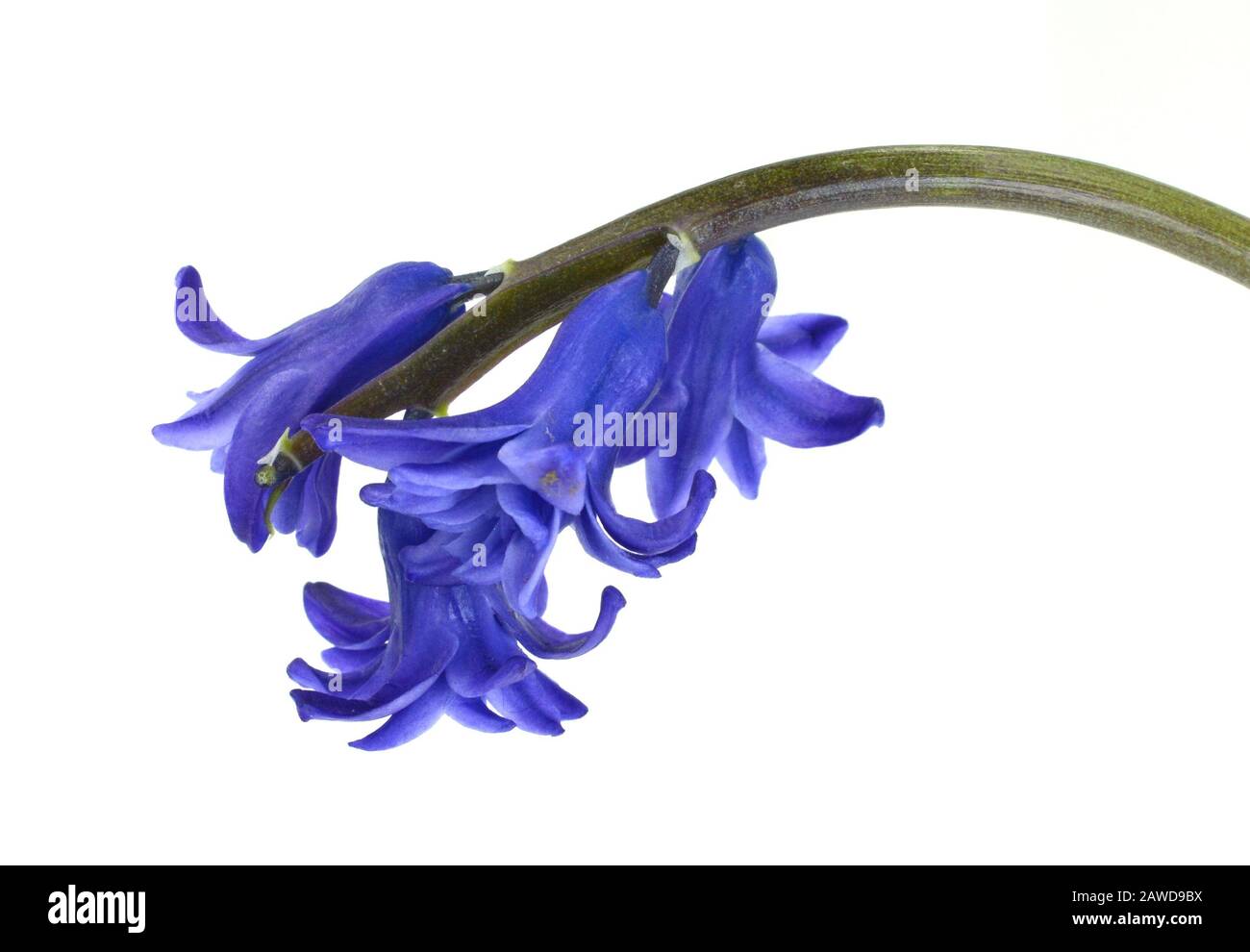 Blue Hyacinth flower isolated on white background Stock Photo - Alamy