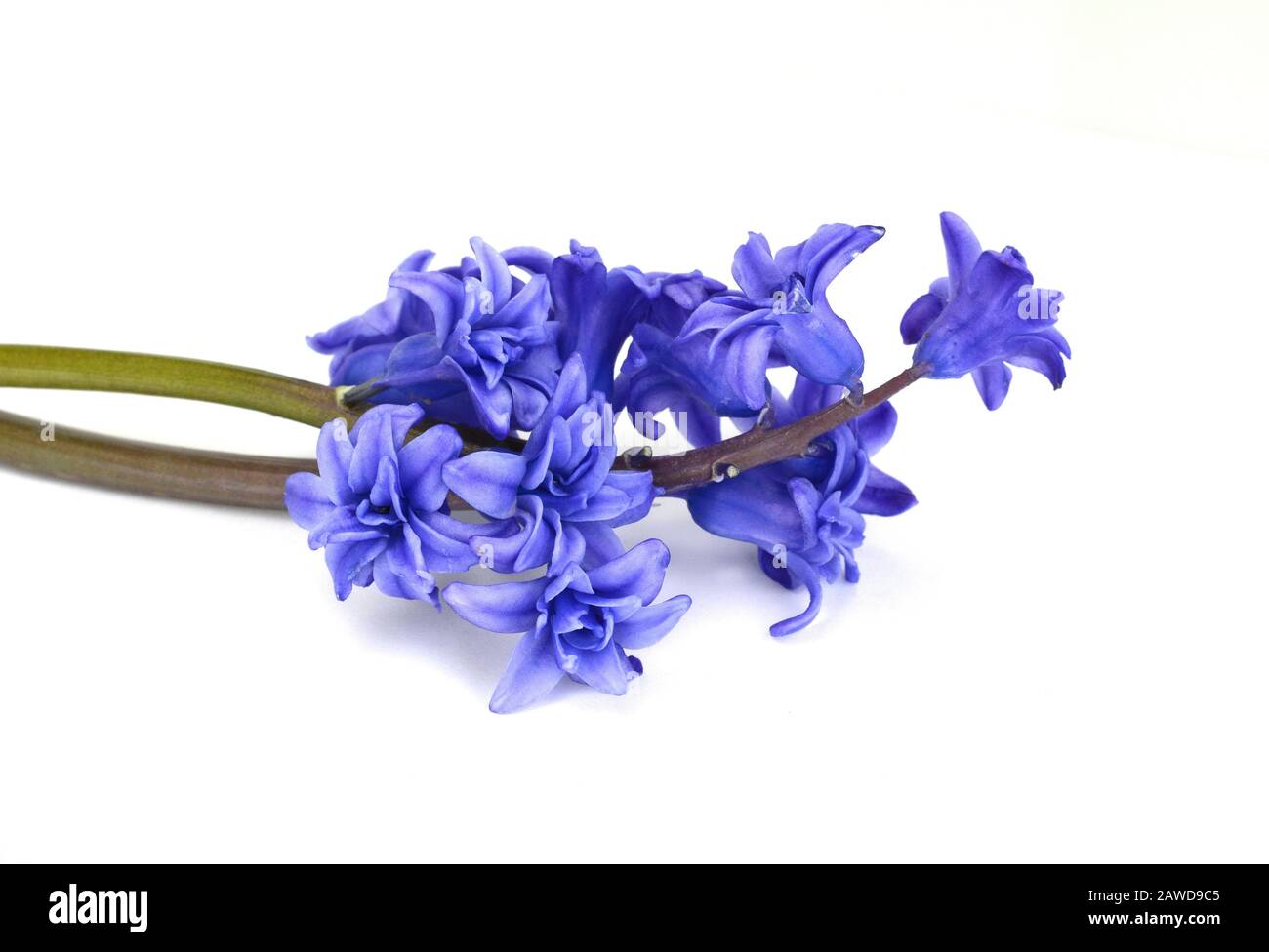 Blue Hyacinth flower bouquet, Hyacinthus orientalis isolated on white ...