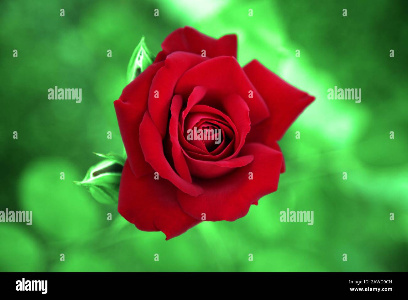 Natural rose from botanical garden Stock Photo - Alamy