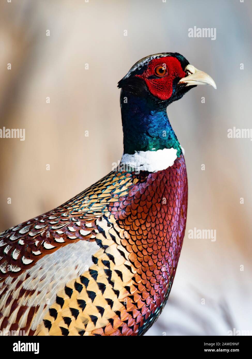 A rooster Pheasant in the winter in Minnesota Stock Photo - Alamy