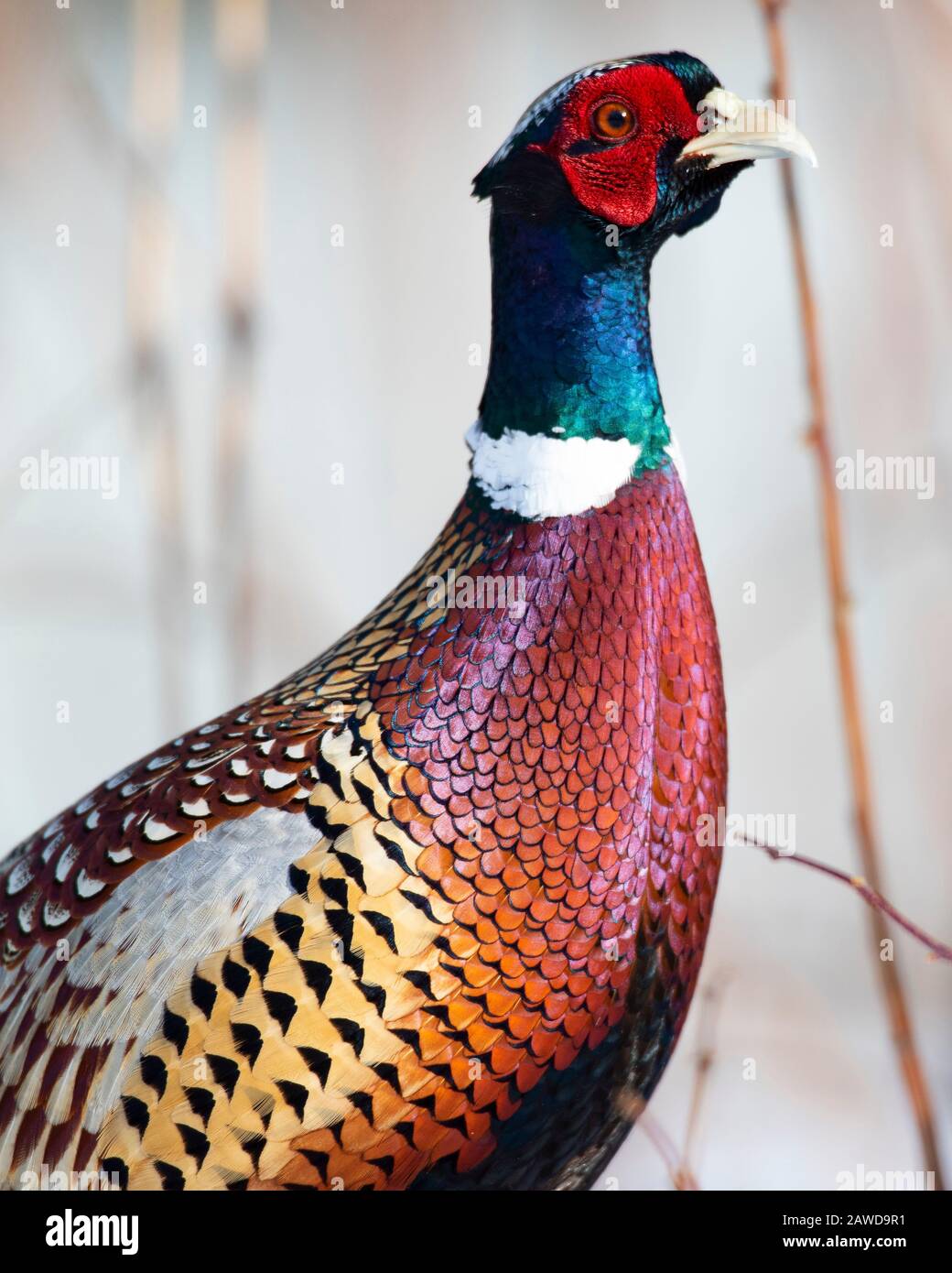 A rooster Pheasant in the winter in Minnesota Stock Photo - Alamy