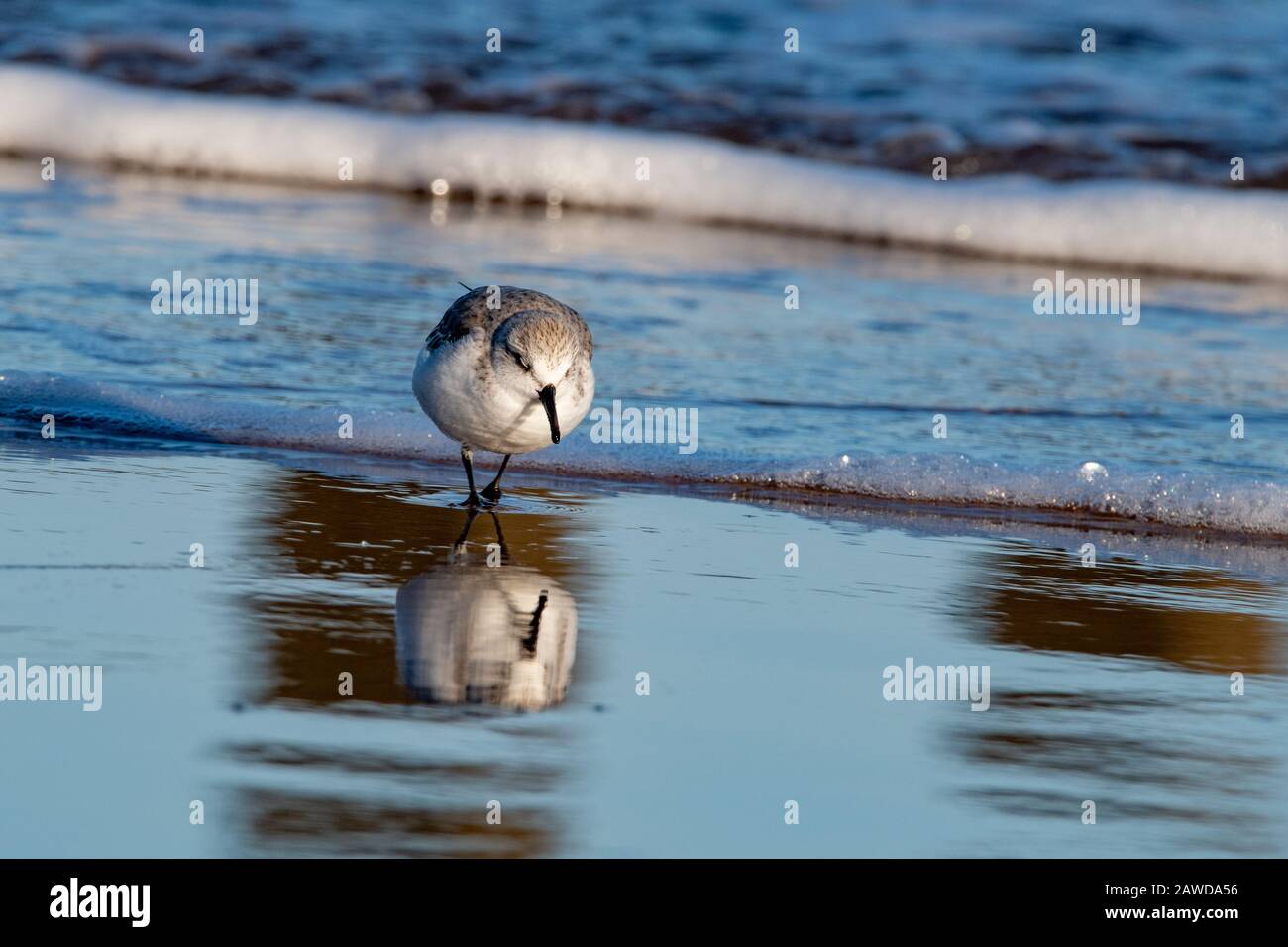 Sanderling, (Calidris alba), Winter plumage, Aberdeen Beach, Aberdeen ...
