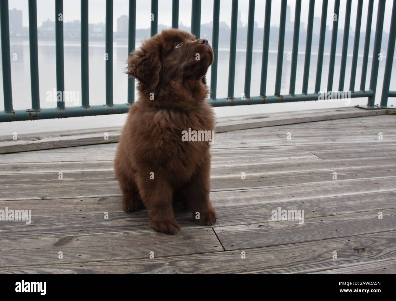 Cute brown Newfie puppy dog on a river walkway Stock Photo - Alamy