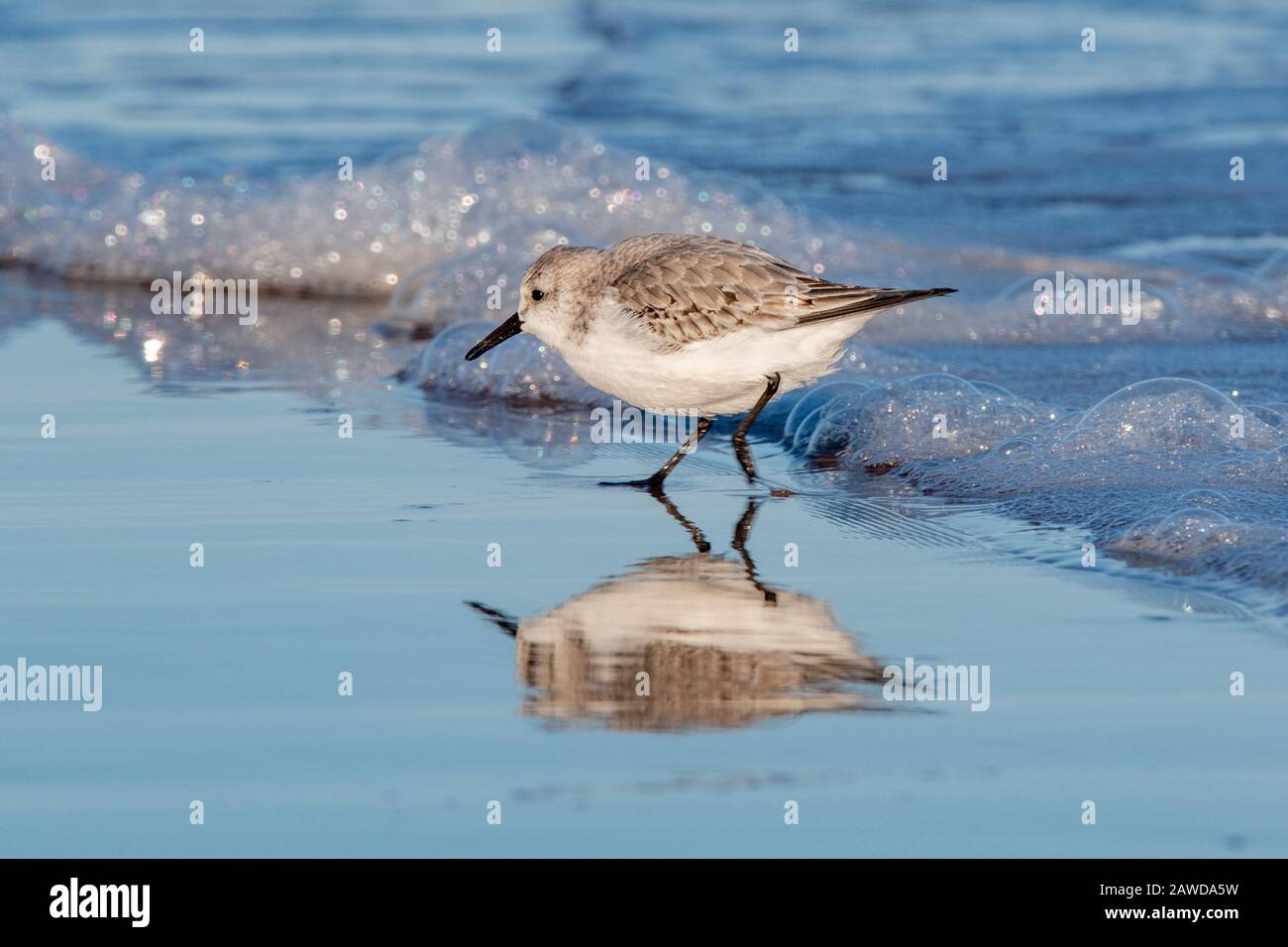 Sanderling winter plumage uk hi-res stock photography and images - Alamy