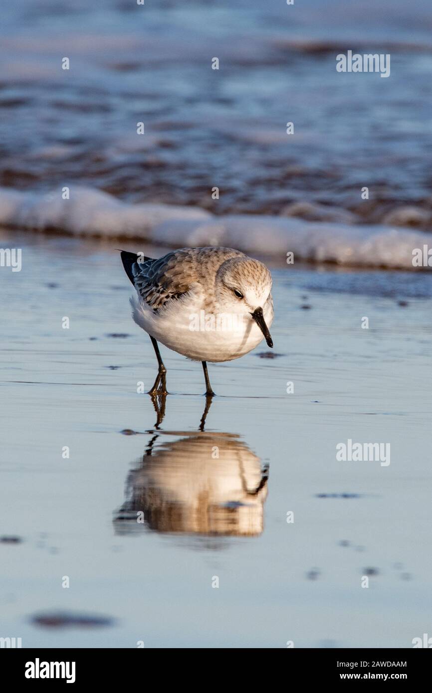 Sanderling, (Calidris alba), Winter plumage, Aberdeen Beach, Aberdeen ...