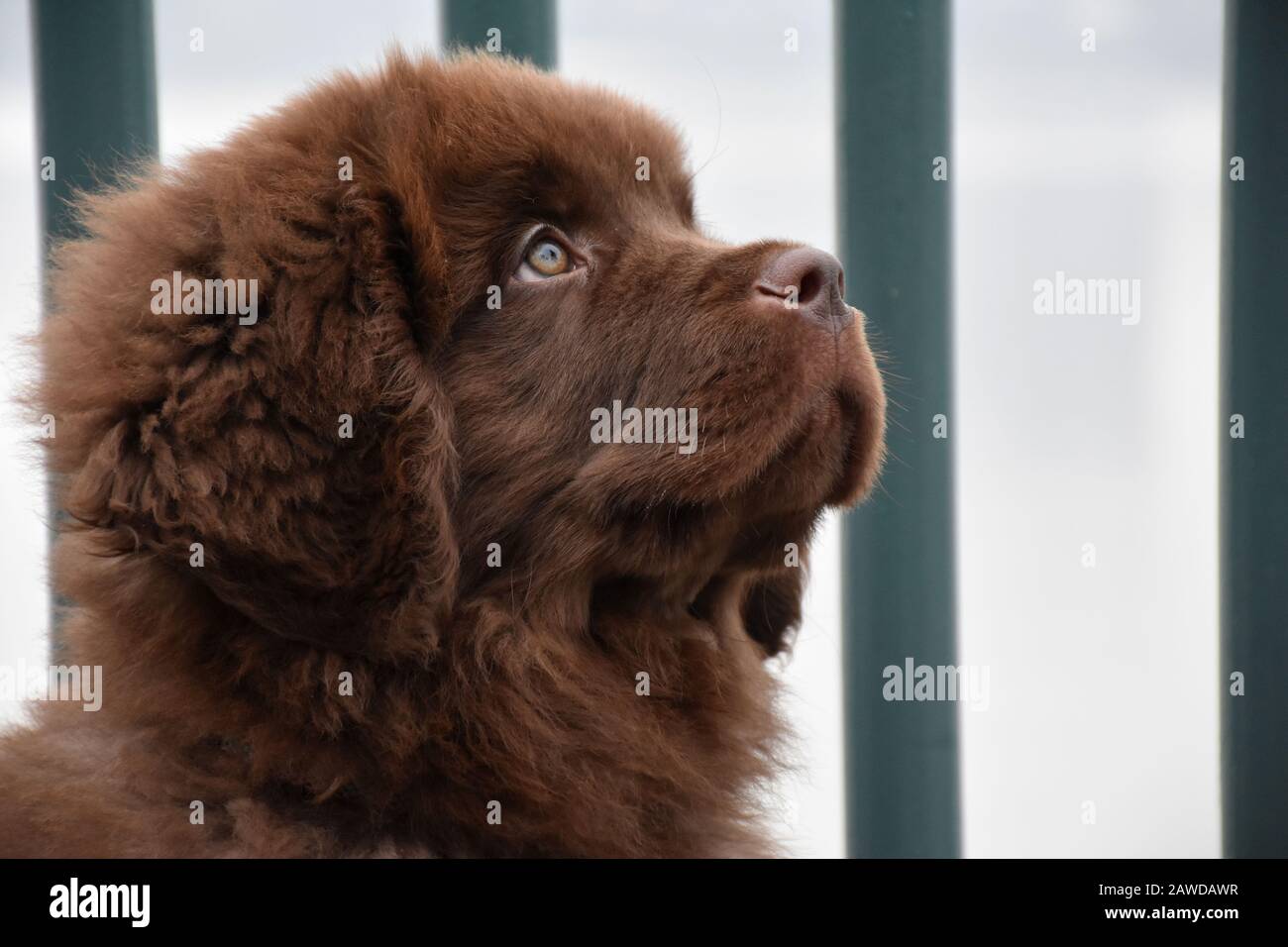 Dog newfoundland brown close up hi-res stock photography and images - Alamy