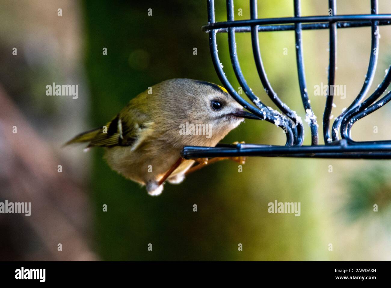 Goldcrest, (Regulus regulus), Scotstown Moor, Aberdeen, Scotland, UK ...