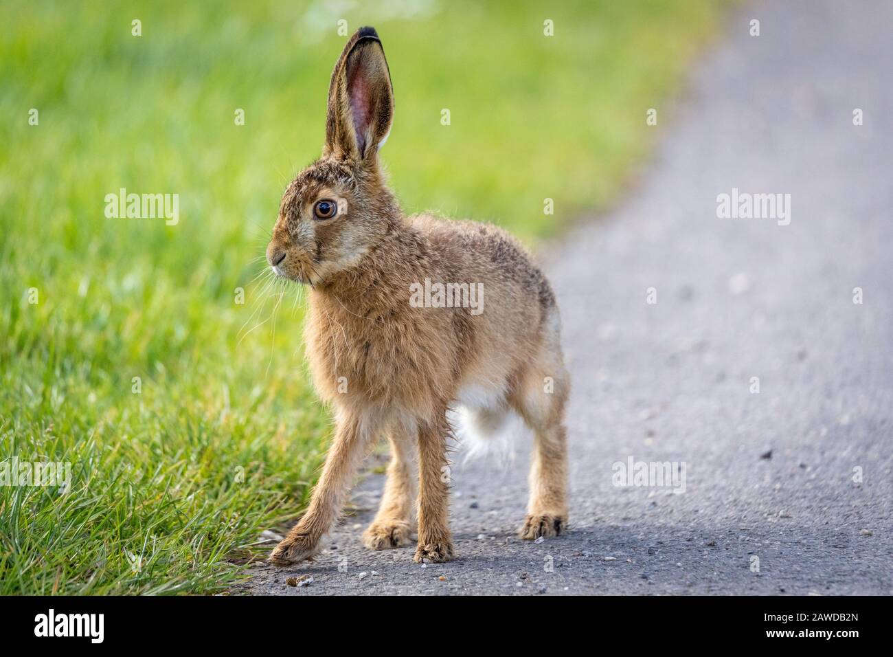Wild hare beautiful close up in evening sun. Stunning detail of the ...