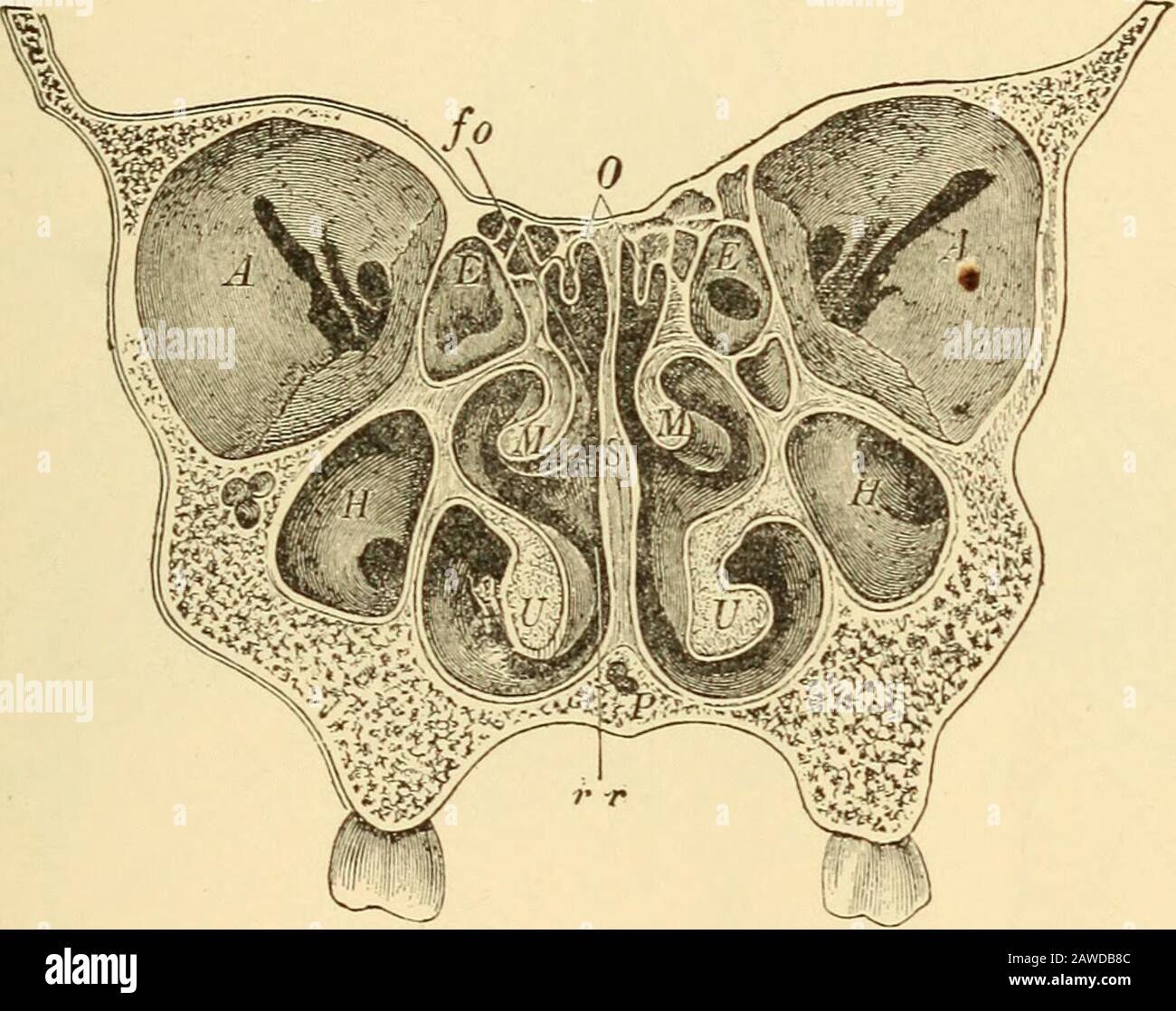 Middle turbinate hi-res stock photography and images - Alamy